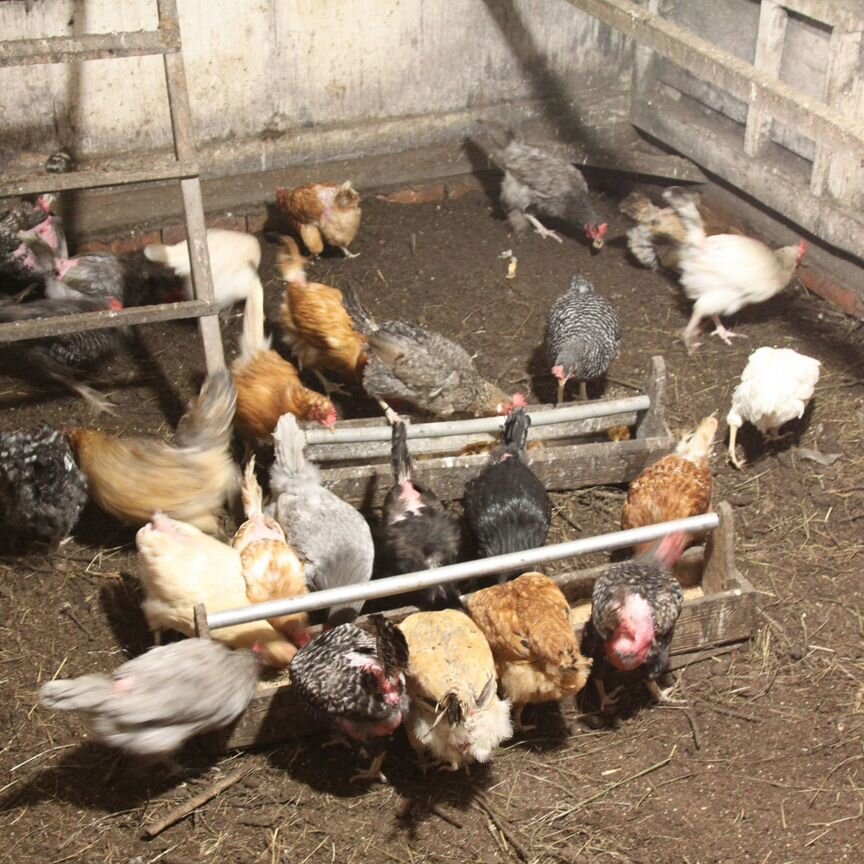 Куры несушки