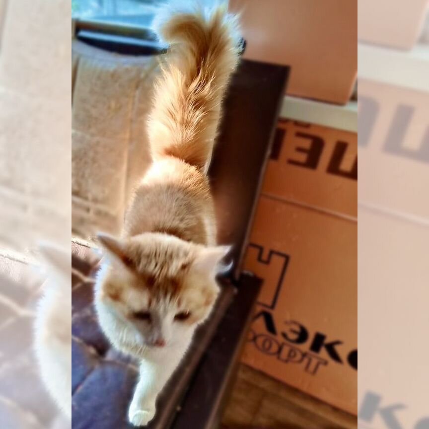 Кошечка в добрые руки