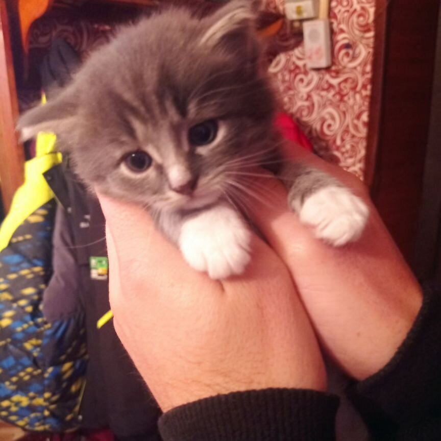 Котята в добрые руки мальчики