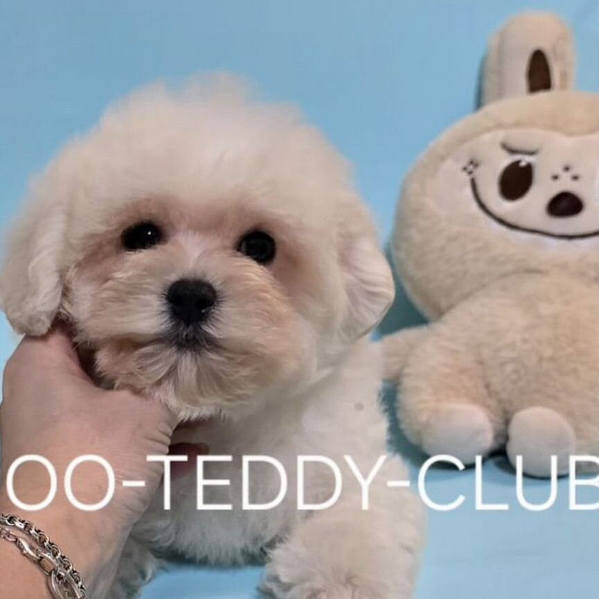 Мальтипу, щенок