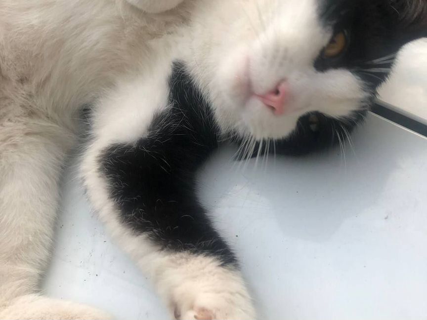 Ищем хозяин для котика