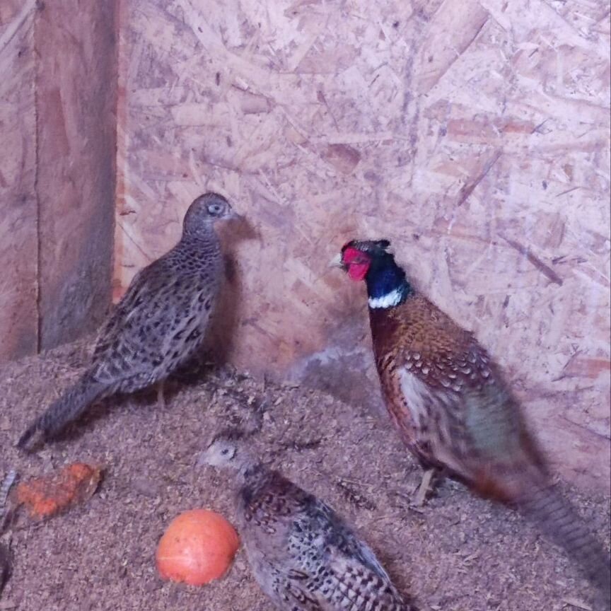 Фазан охотник