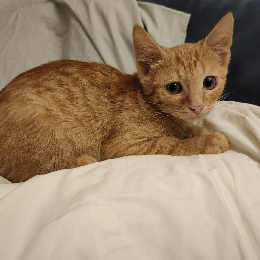 Котенок мальчик 3,5 мес