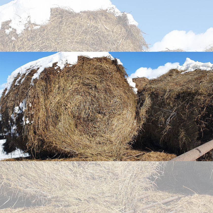 Сено в рулонах