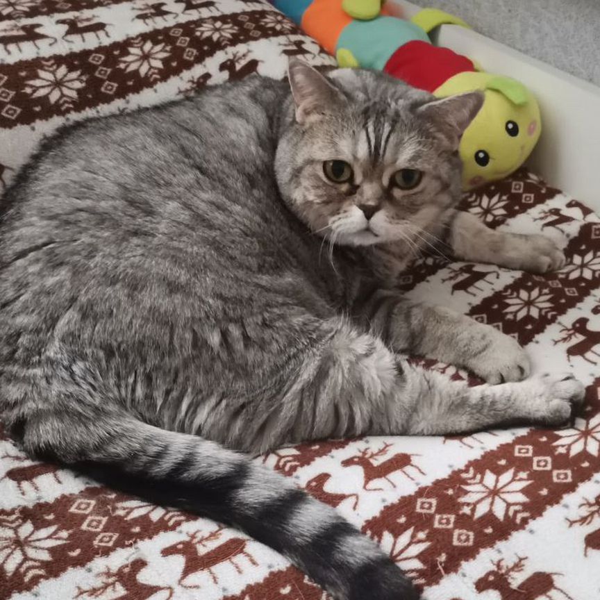 Шотландская кошечка