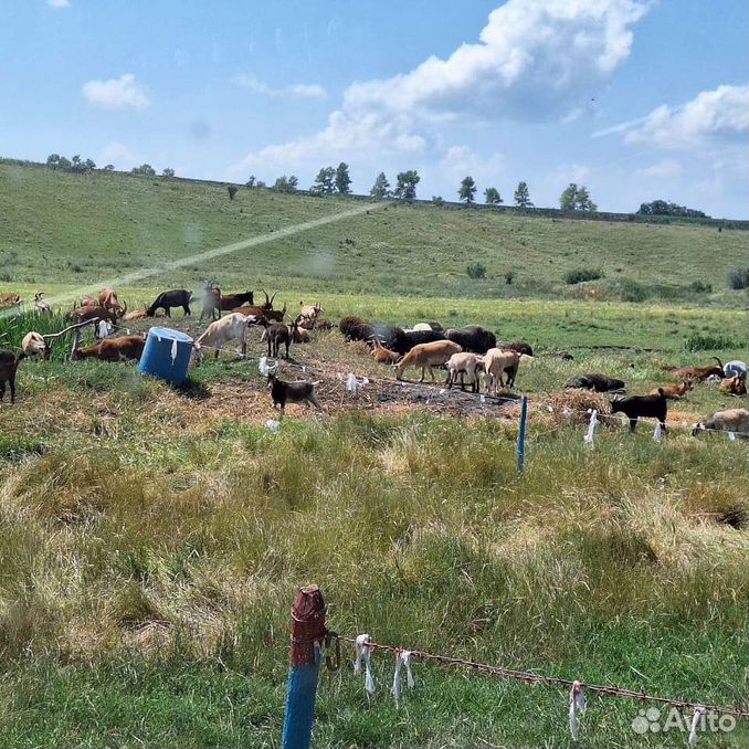 Продаются козы в круг 7 тыс