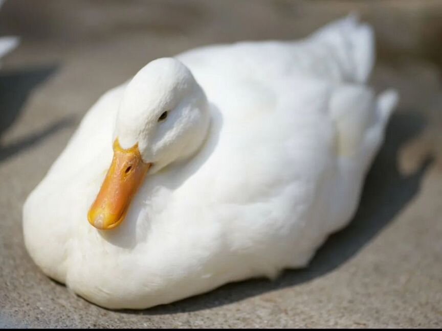 Утка - гусь, Черри Велли