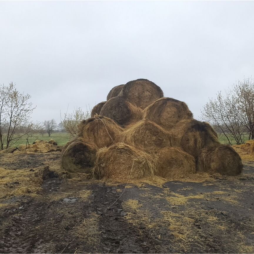 Сено в рулонах