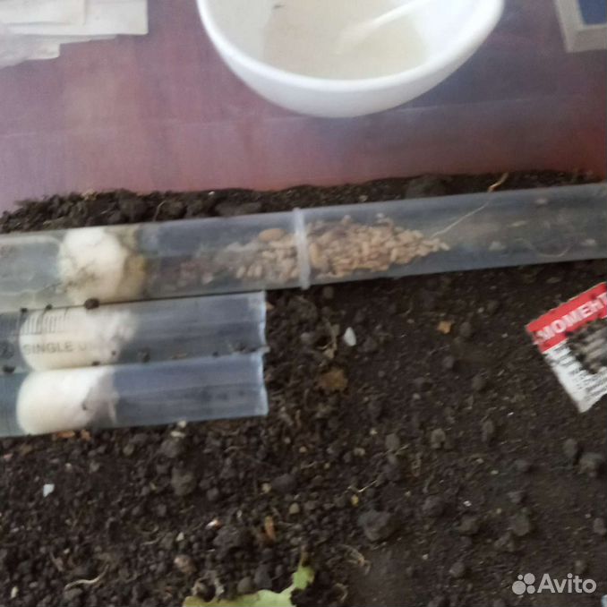 Начальная муравиная ферма