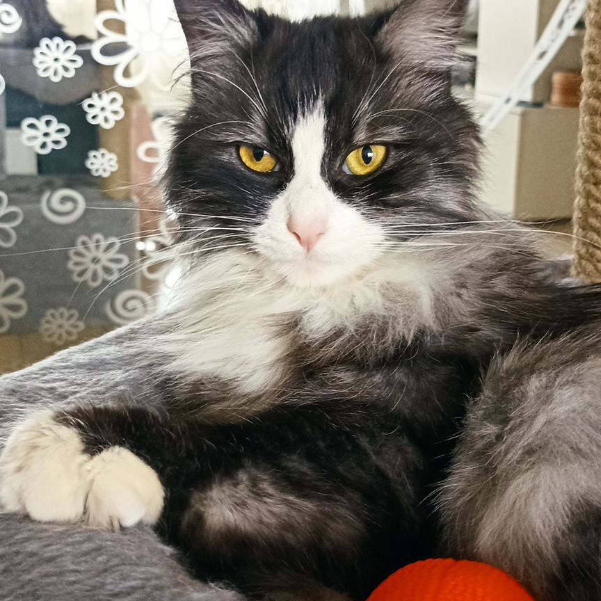 Котик в дар