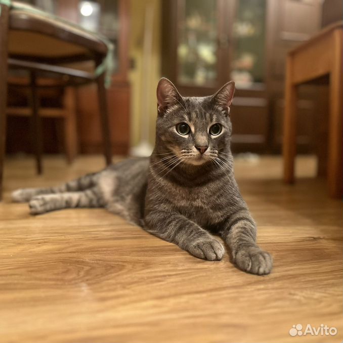 Котик Веня ищет дом