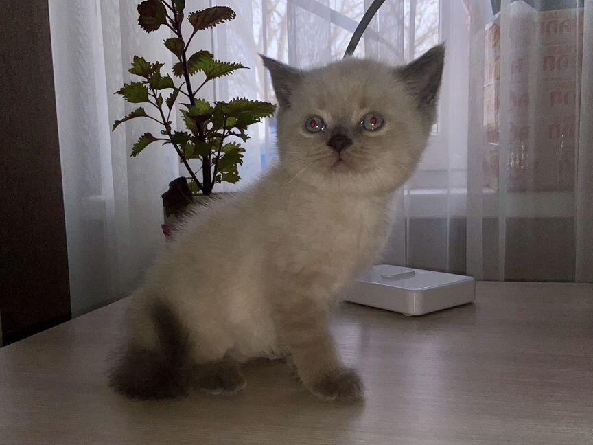 Котятенок Блю Поинт
