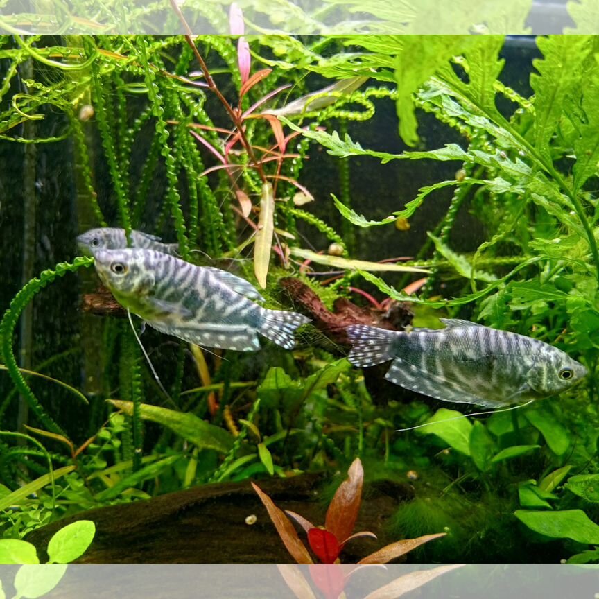 Гурами мраморный