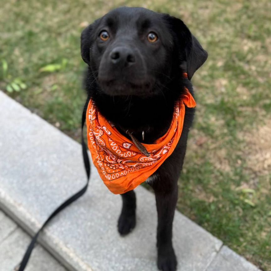 Щенок в добрые руки