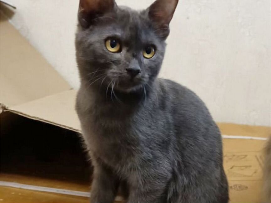 Котик 4,5 месяца