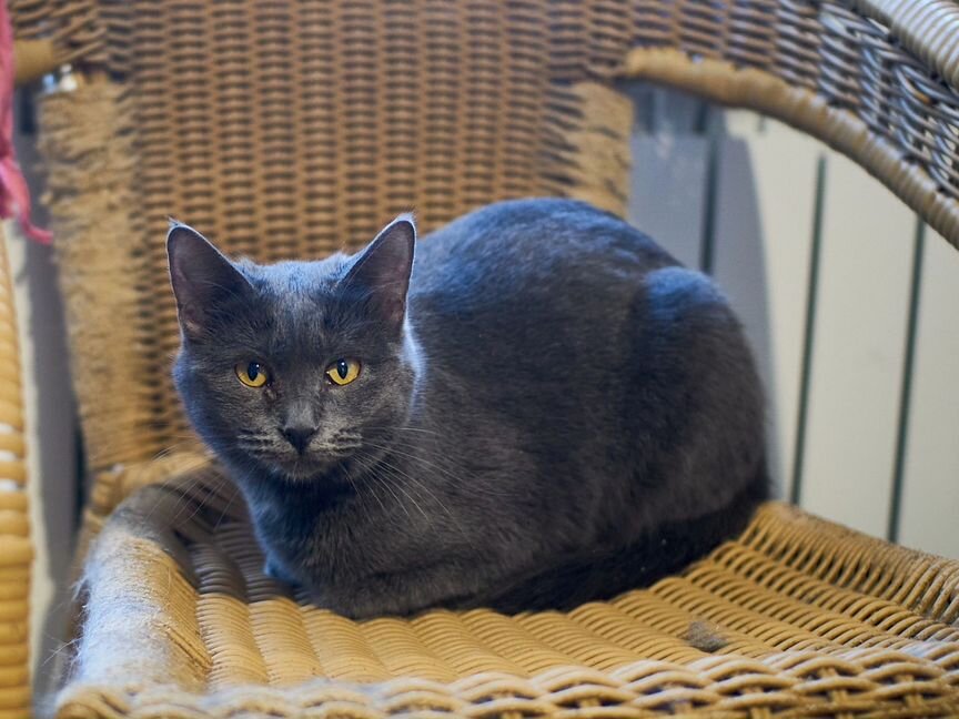 Русская голубая Шеба из приюта ищет дом