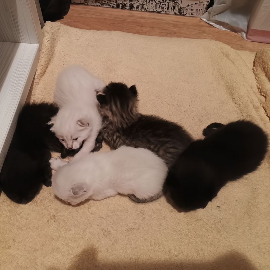 Котёнок в добрые руки