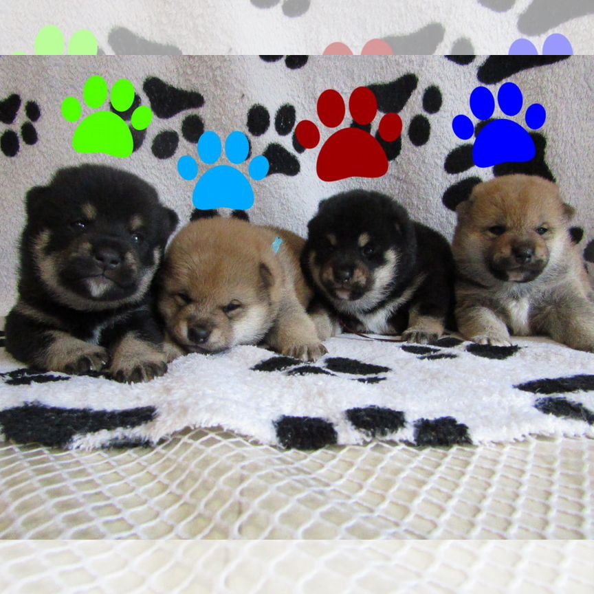 Сиба-ину, щенок