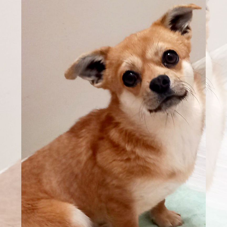 Взрослая собака в добрые руки