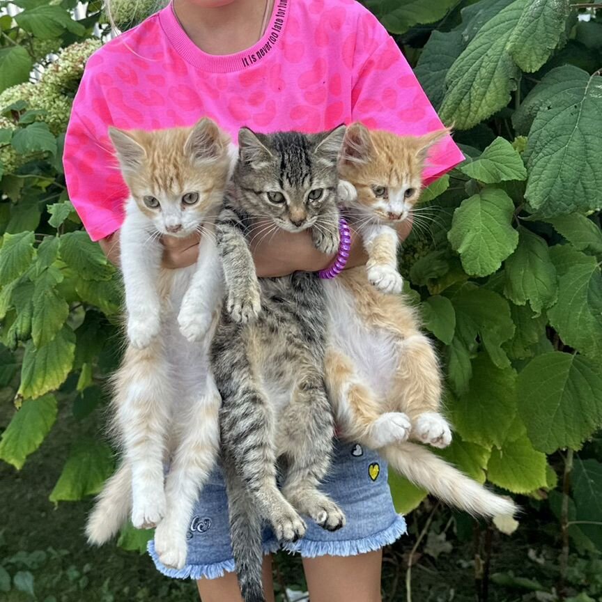 Котята в добрые руки