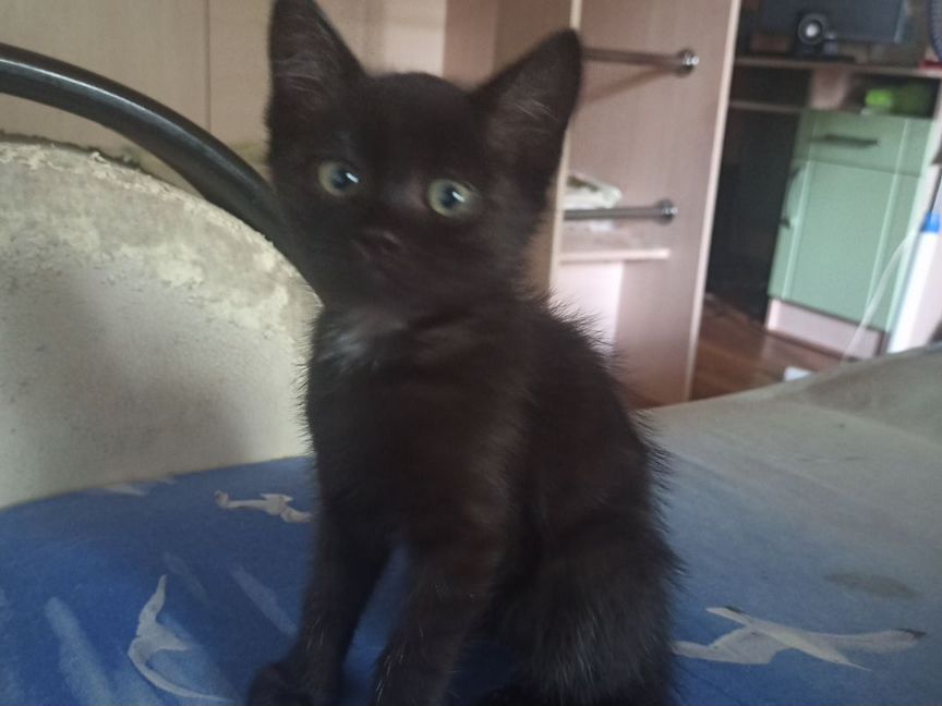 Котенок мальчик бесплатно