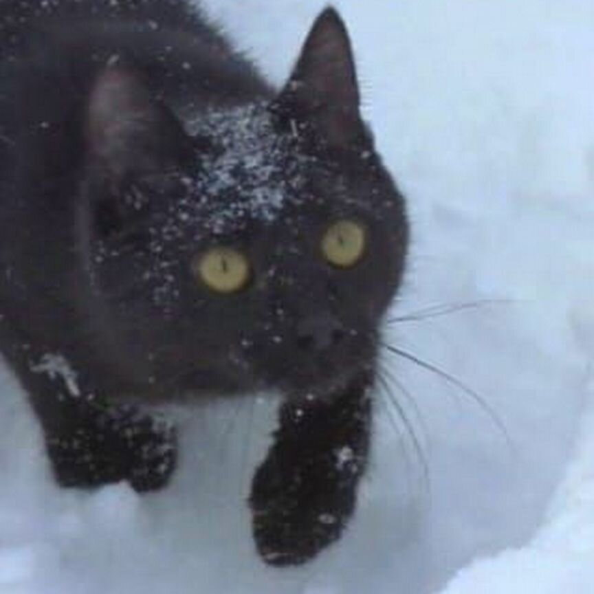 Бездомной кошке нужен дом или любящая семья