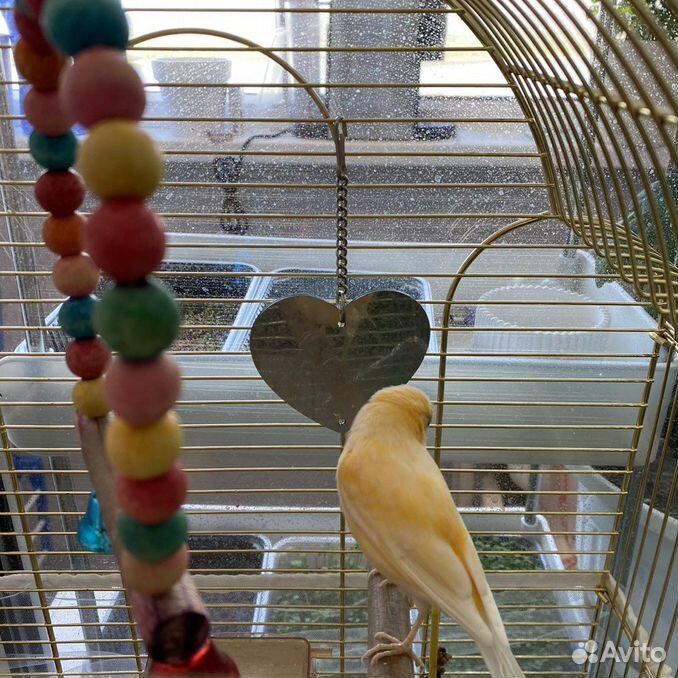 Канарейка молодая