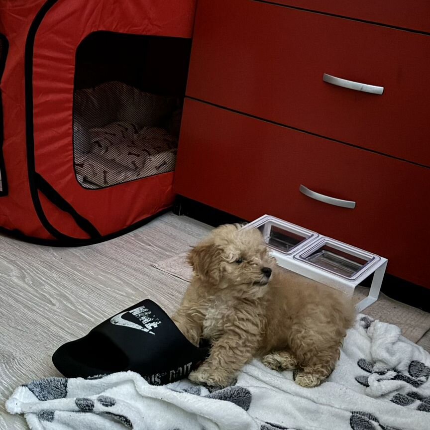 Продам щенка той пуделя