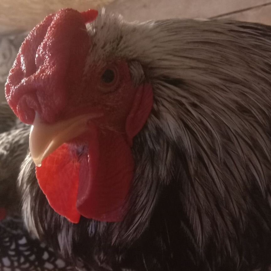 Семья кур Виандот