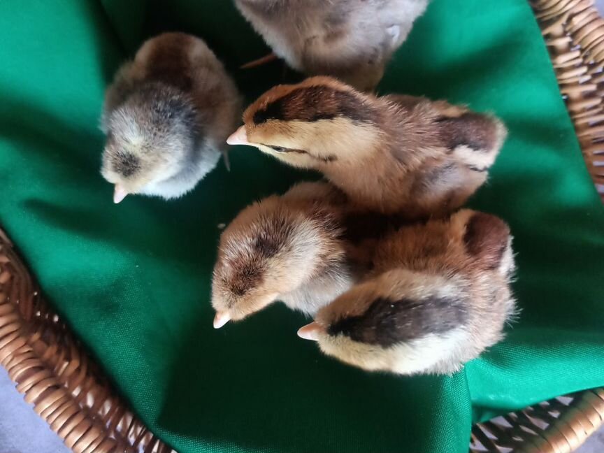 Легбар кремовый