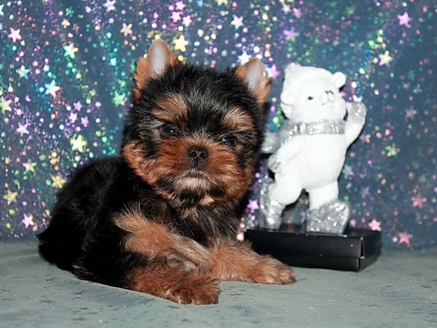 Стандартный мальчик Йоркширского терьера