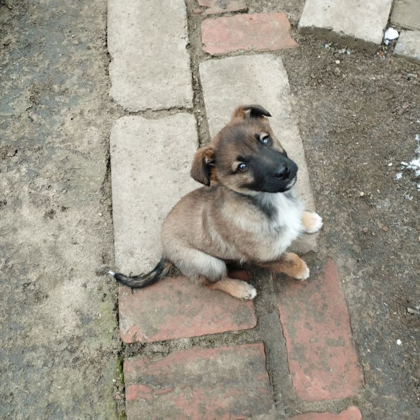 Щенок в добрые руки