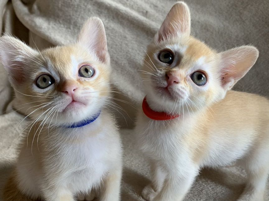 Котята европейской бурмы