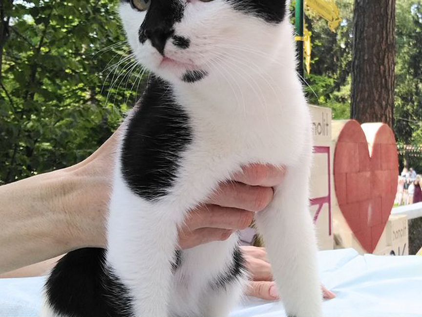 Котенок-далматинец ищет дом