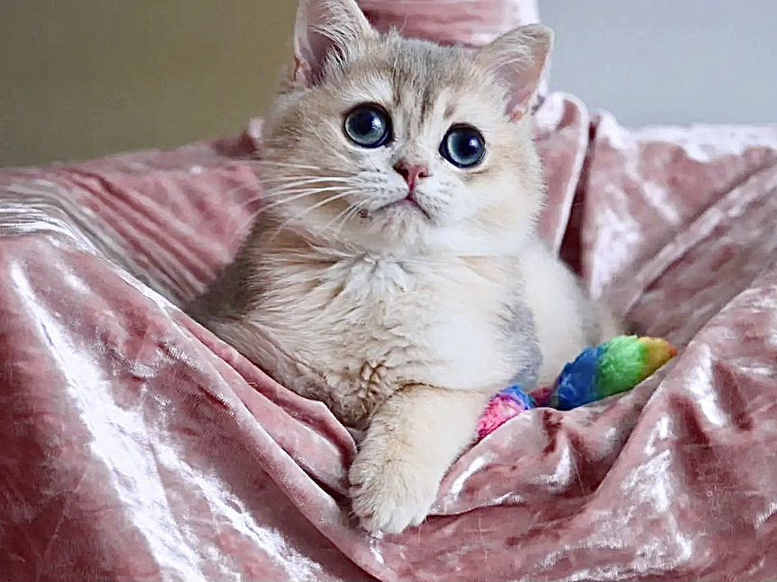 Зеленоглазый котик голубое золото ay11