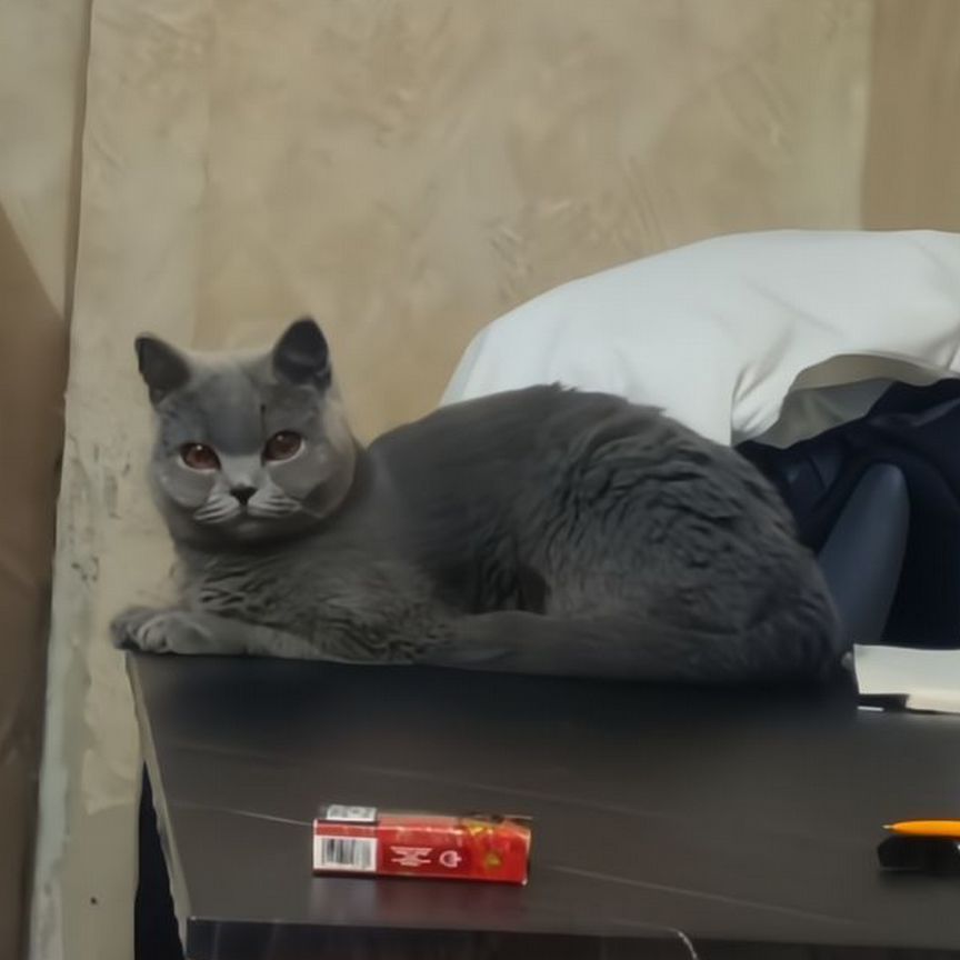 Британская короткошёрстная, взрослая кошка