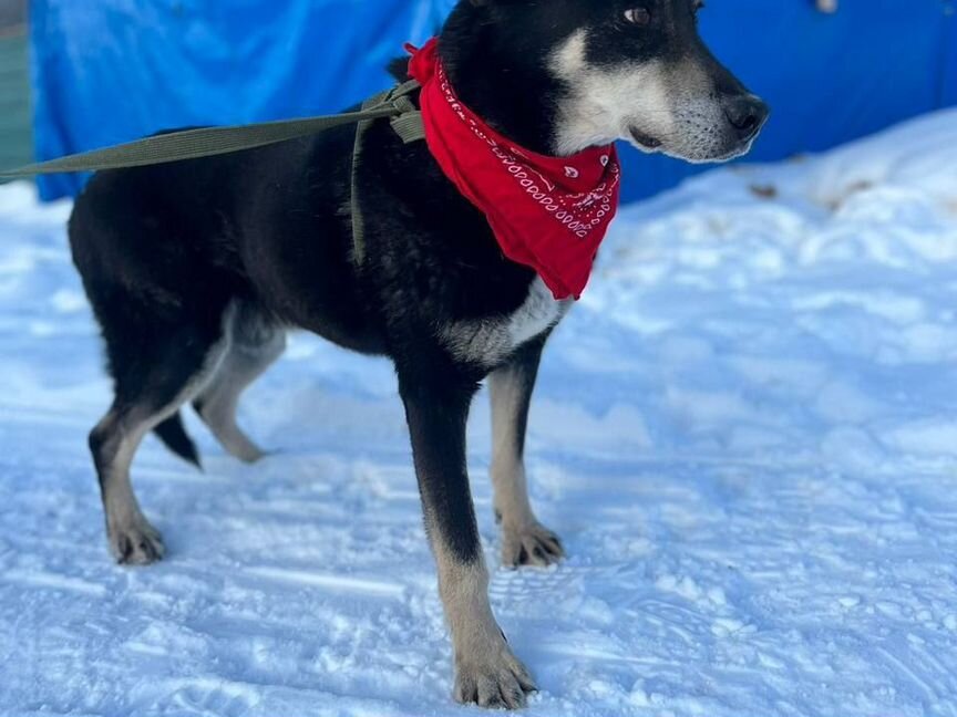Лакки, старичок еще надеяться найти Дом