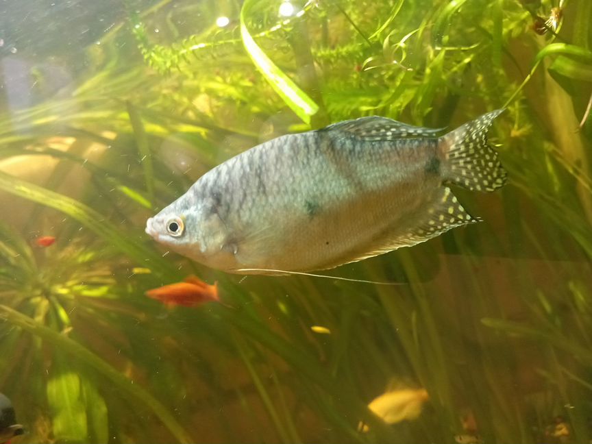 Взрослые самцы гурами