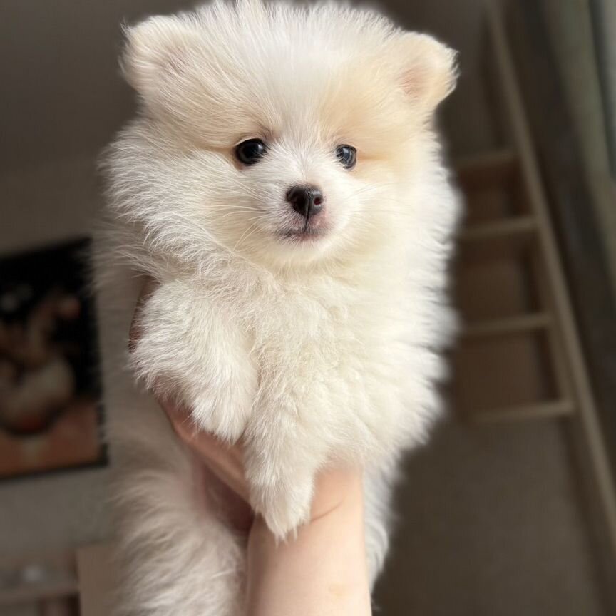 Померанский шпиц, щенок