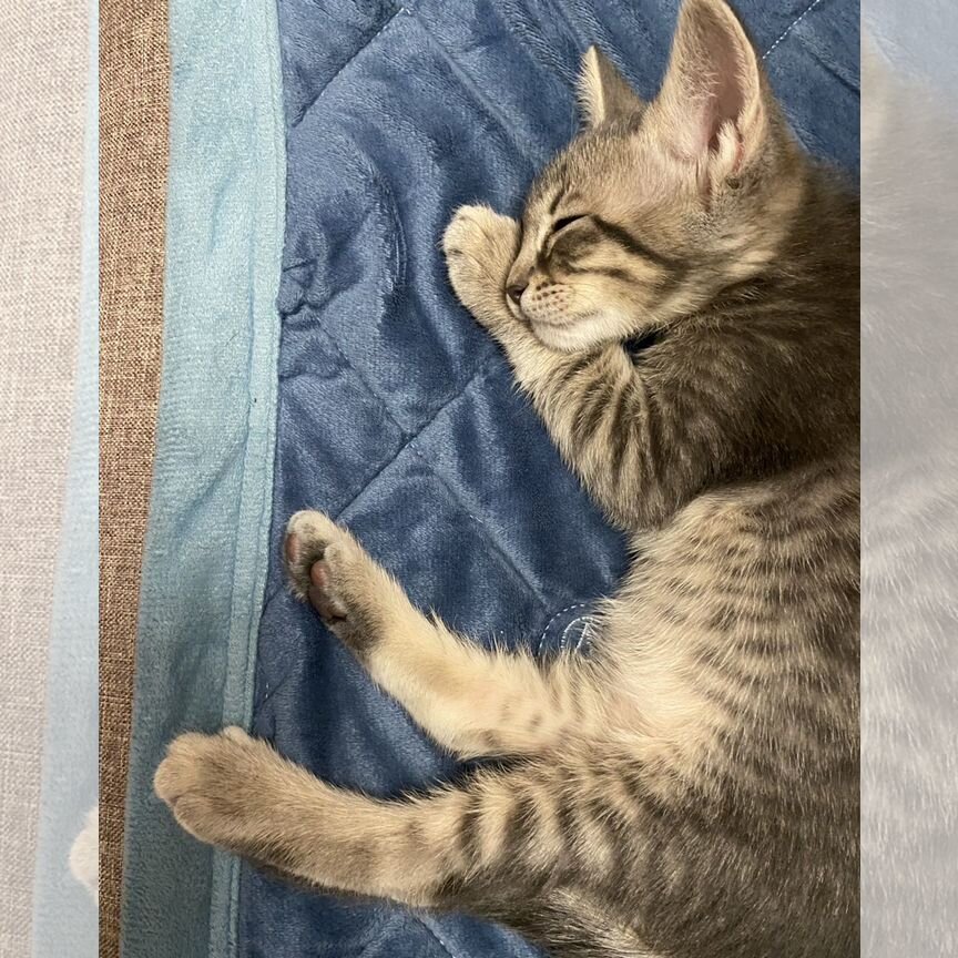 Ориентальный котёнок