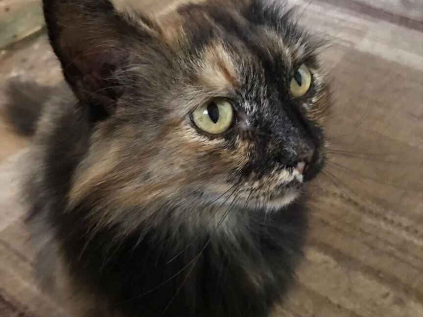 Черепашковая кошка