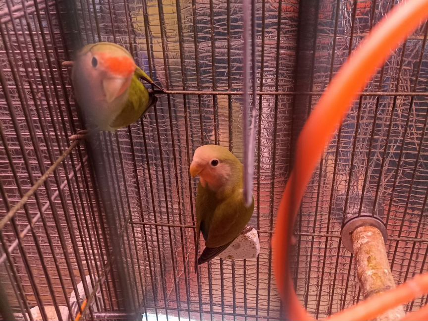 Попугай неразлучники