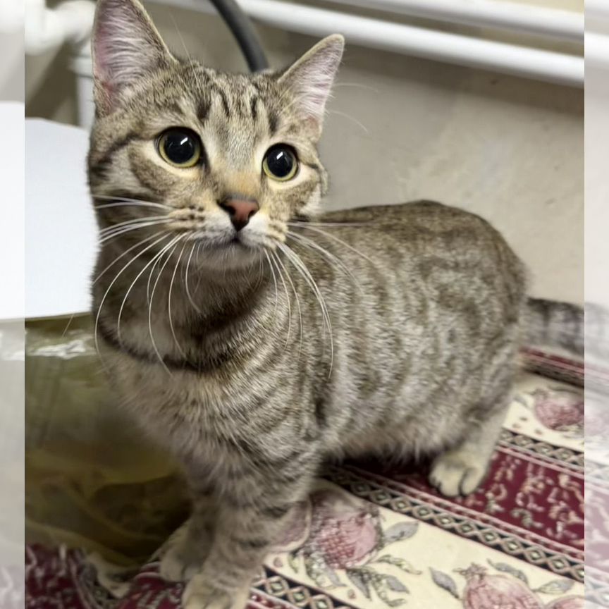 Азиатская табби котёнок