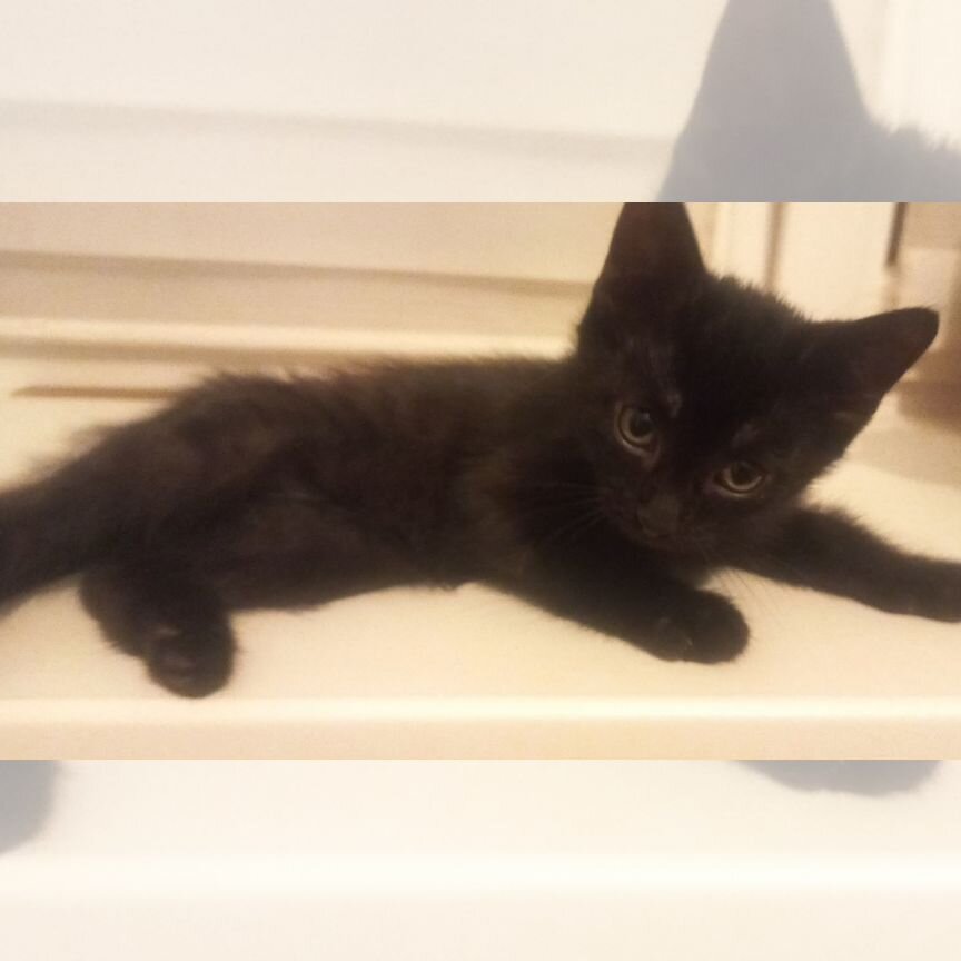 Котёнок в добрые руки