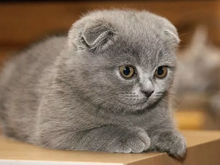 Шотландская вислоухая кошка бесплатно