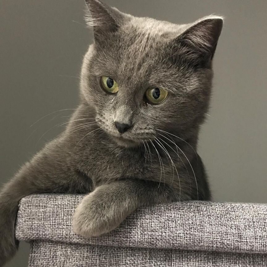 Отдам серую кошку, метис русской голубой