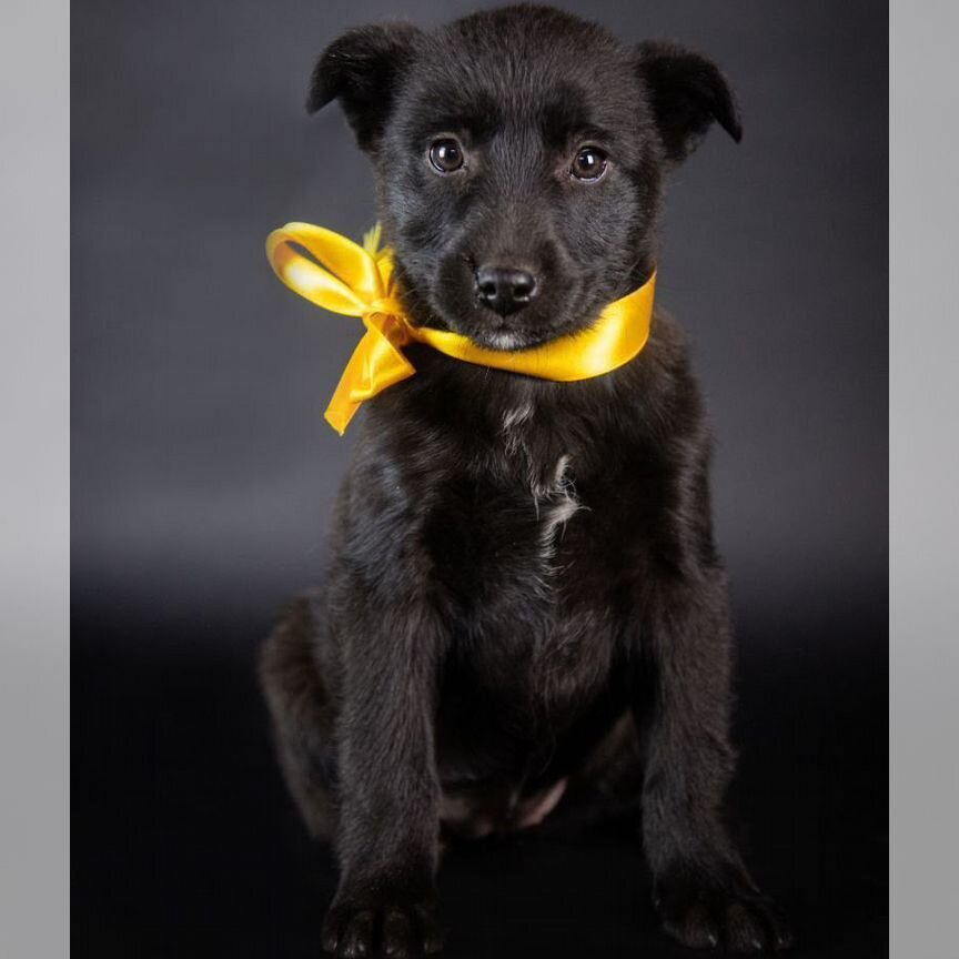 Щенок в добрые руки