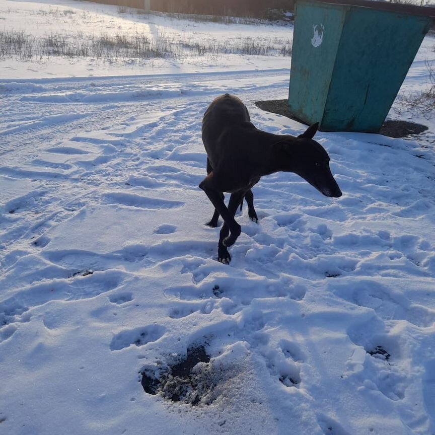 Собака охотничья