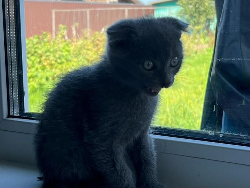 Отдам котенка в добрые руки породистые