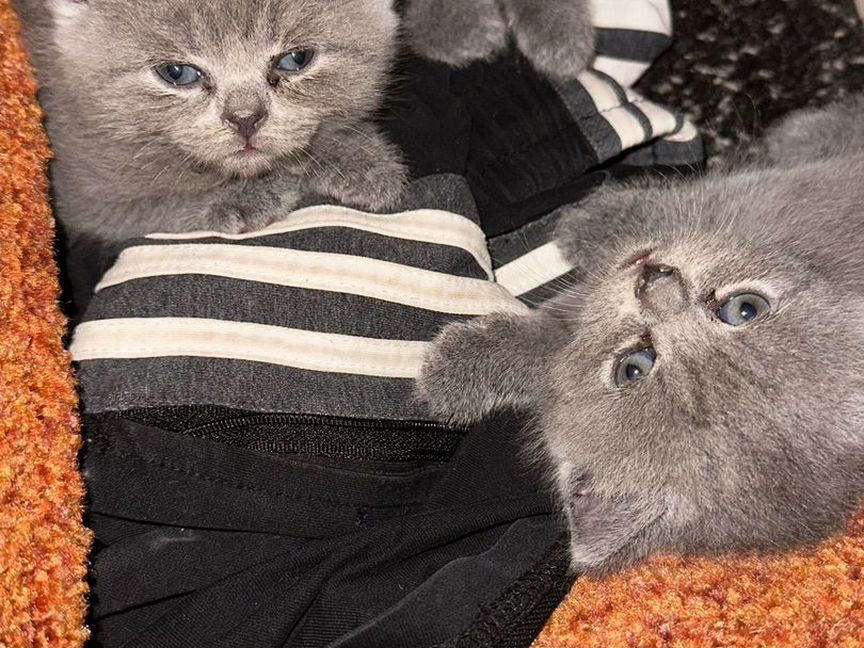 Шотландские вислоухие котята